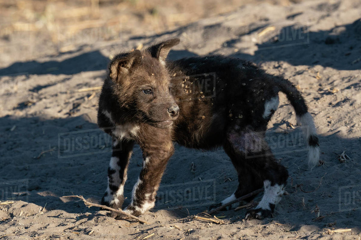 African wild dog (Lycaon pictus) pup at the den, Savuti, Chobe National ...