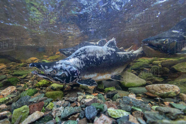 Adult pink salmon (Oncorhynchus gorbuscha), spawning in Fox Creek ...