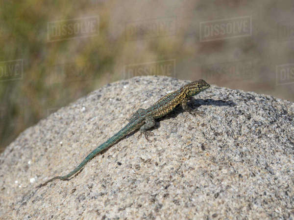 An adult common side-blotched lizard (Uta stansburiana), in Joshua Tree ...