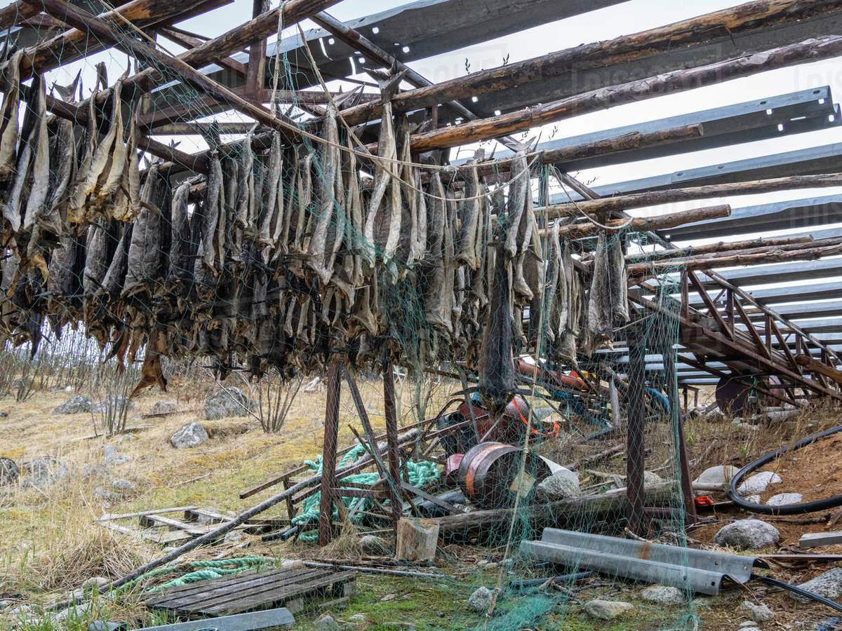 Fish racks, Musken (Masske), a Sami village near Hellemobotn, the ...