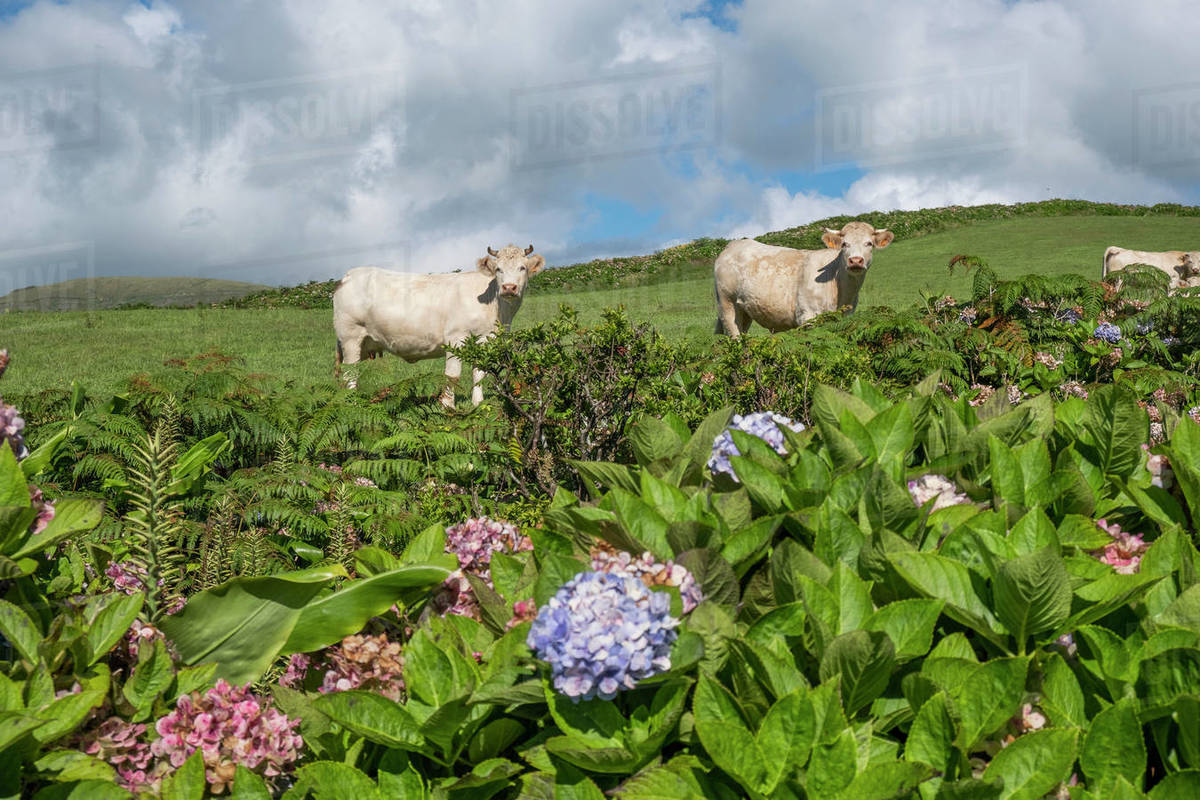 White cows looking at the camera with some hydrangea plants in the ...