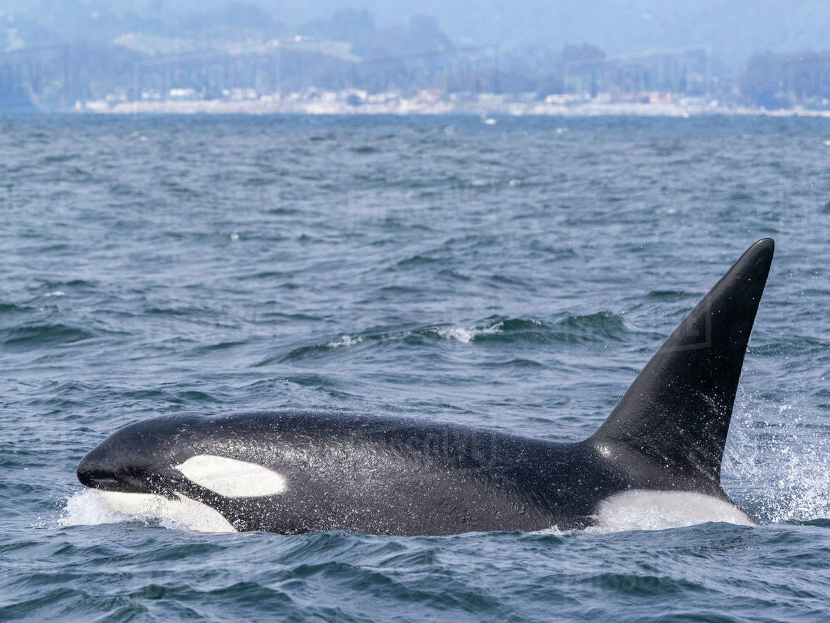 Transient male killer whale (Orcinus orca), surfacing in Monterey Bay ...