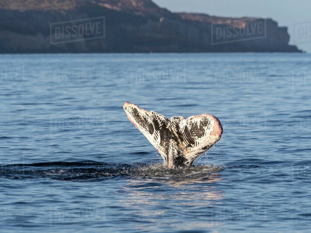 Adult humpback whale (Megaptera novaeangliae), with killer whale rake ...