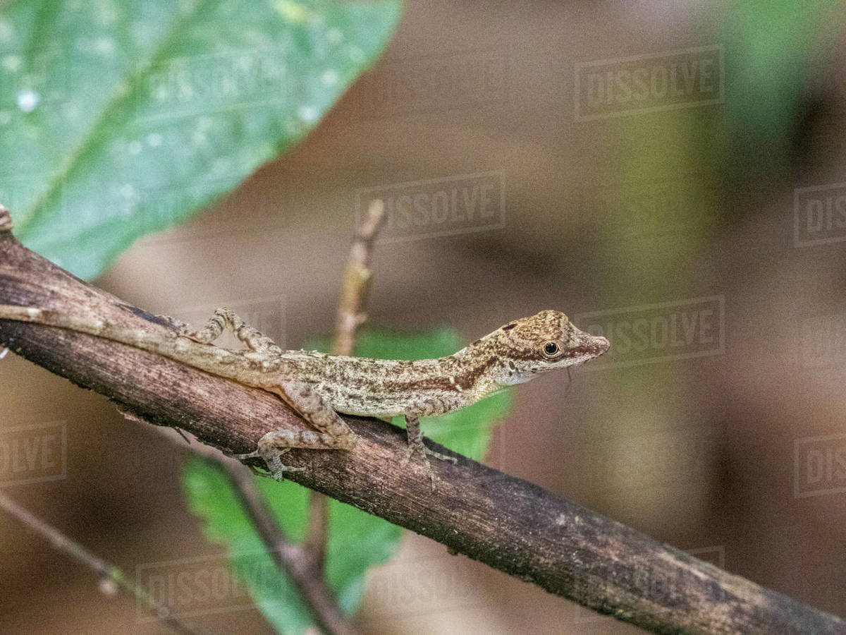 An adult border anole (Anolis limifrons) in a tree at Playa Blanca ...