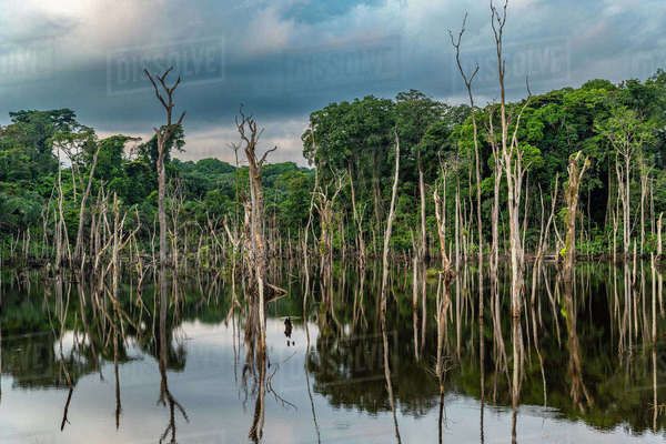 Dead forest, Ciudad de la Paz, Rio Muni, Equatorial Guinea, Africa ...