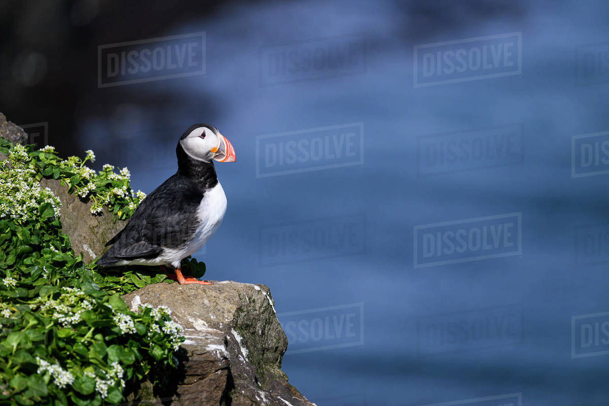 Atlantic Puffin, United Kingdom, Europe - Stock Photo - Dissolve
