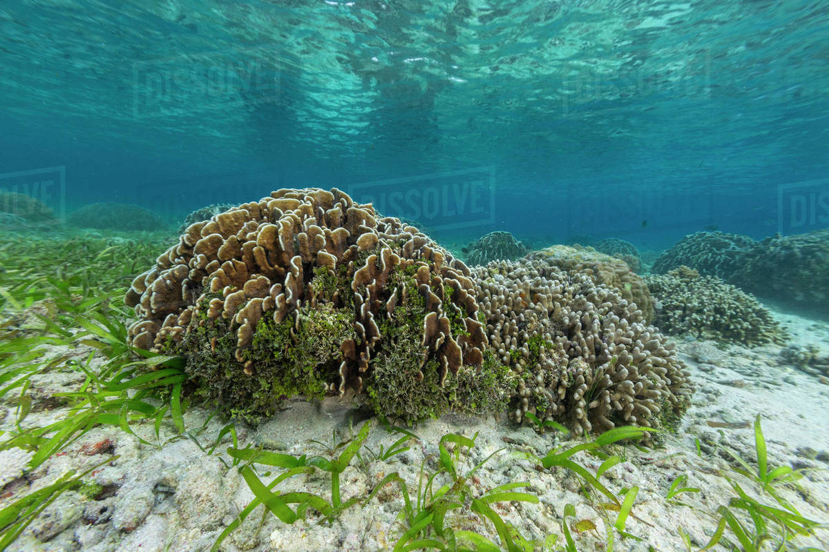 Corals in the crystal clear water in the shallow reefs off Bangka ...