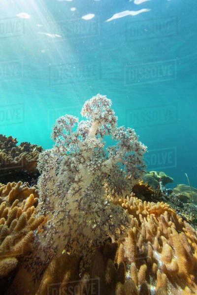 Close up of coral polyps, the house reef at Freewin Wall, Raja Ampat ...
