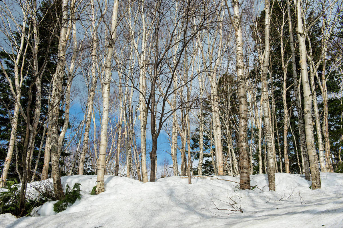 Birch tree forest in the Daisetsuzan National Park, UNESCO World ...