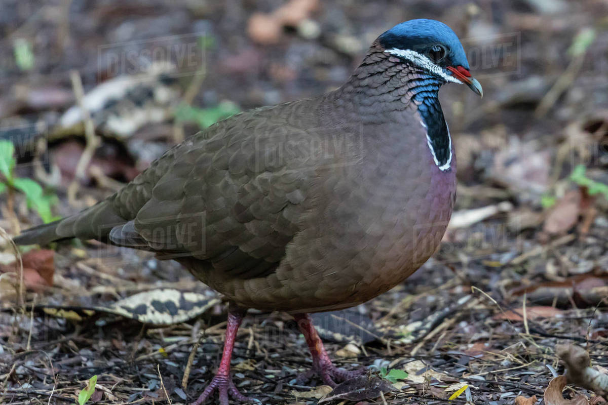 An adult blue-headed quail-dove (Starnoenas cyanocephala), Zapata ...