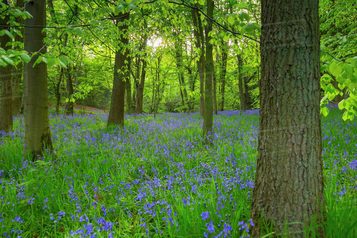 Bluebells in ancient woodland of Gillfield Wood, Totley, Sheffield ...