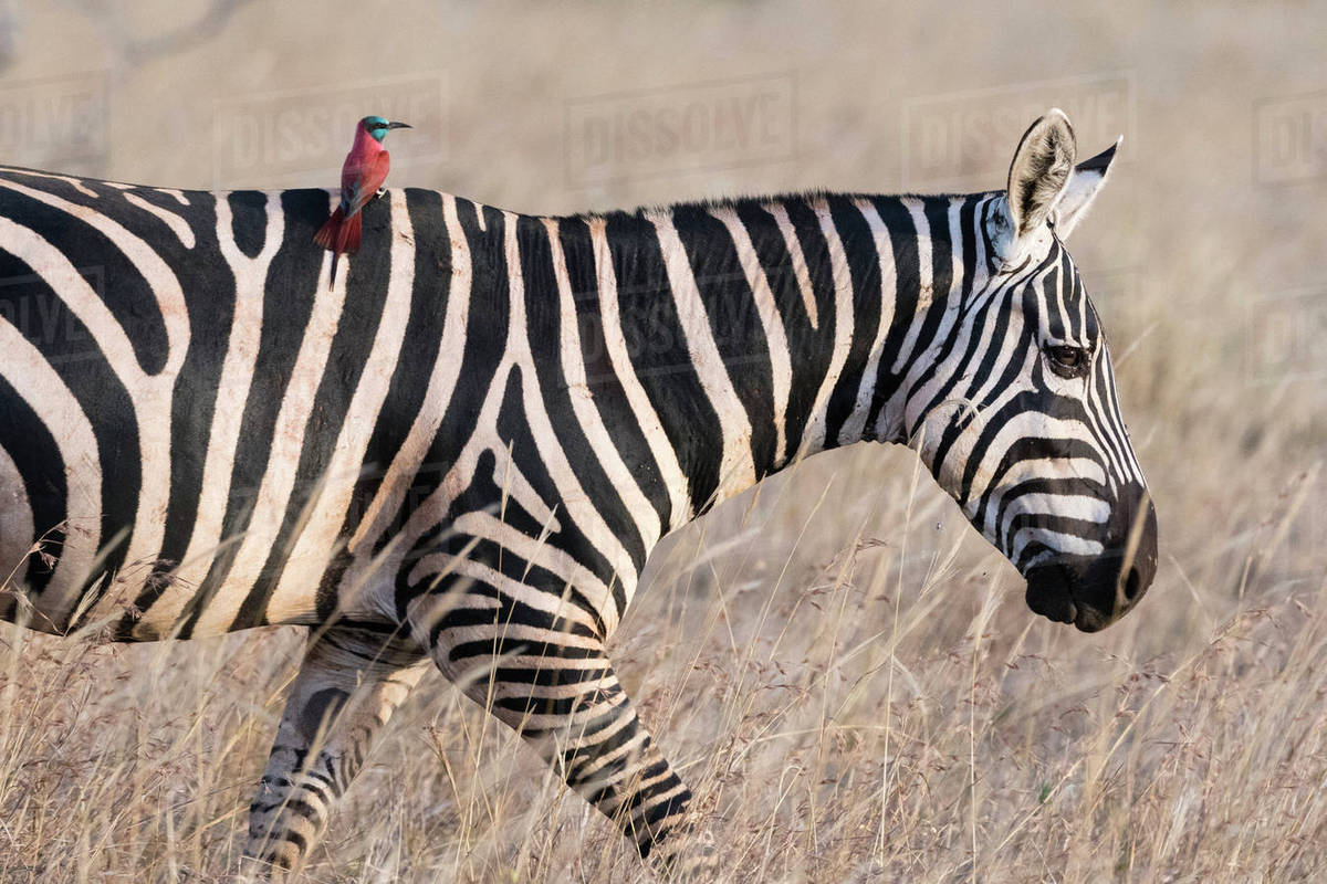 Portrait of a common zebra (Equus quagga), walking with a northern ...