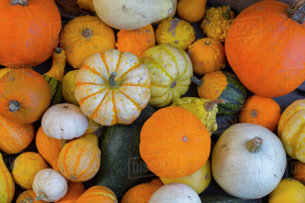 Assorted autumn vegetables, squashes and pumpkins, Derbyshire, England ...