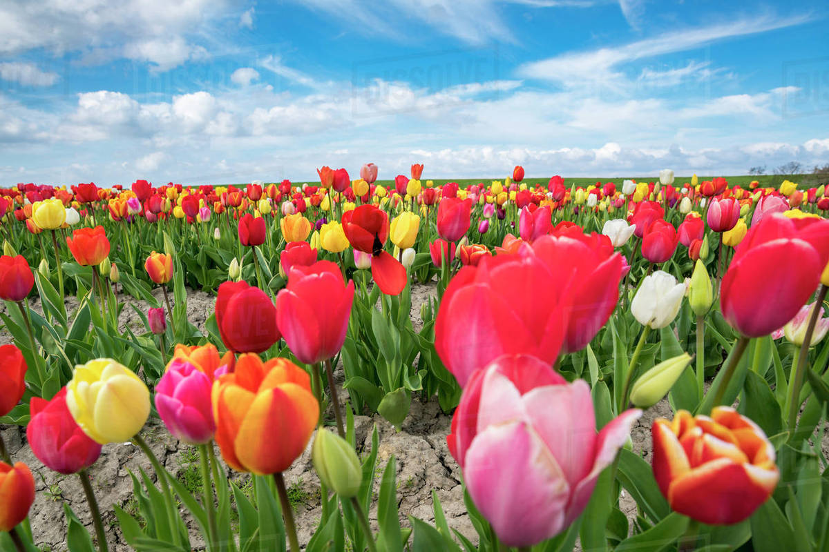 Multicoloured tulip field, Yersekendam, Zeeland province, Netherlands ...