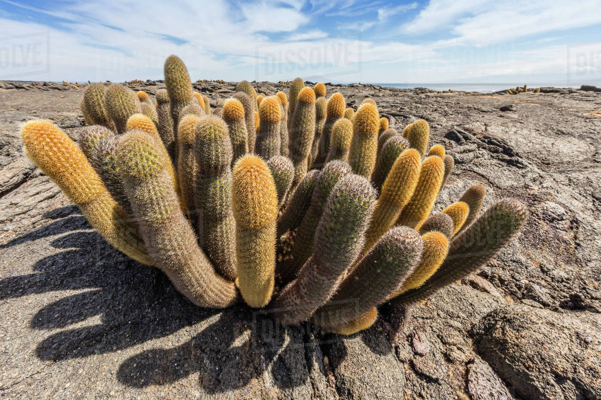Endemic lava cactus (Brachycereus spp), Fernandina Island, Galapagos ...