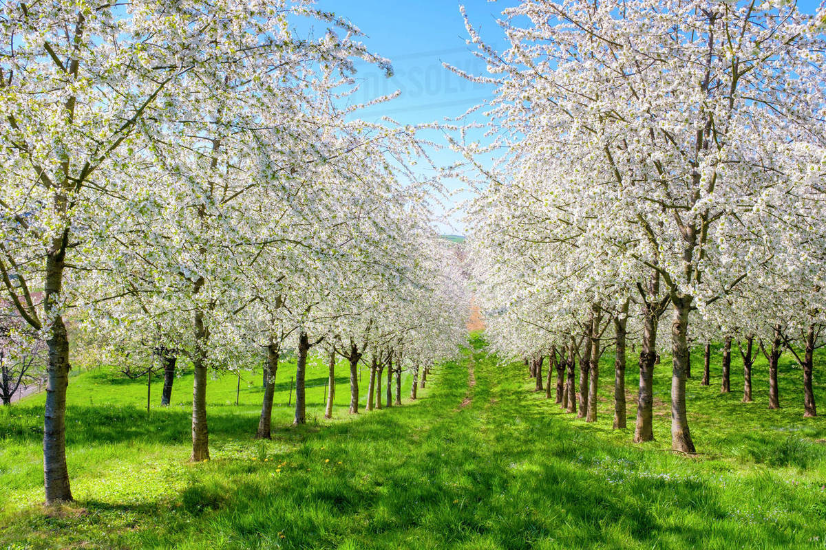 Blossoming cherry trees in the Eggenertal Valley in early spring ...