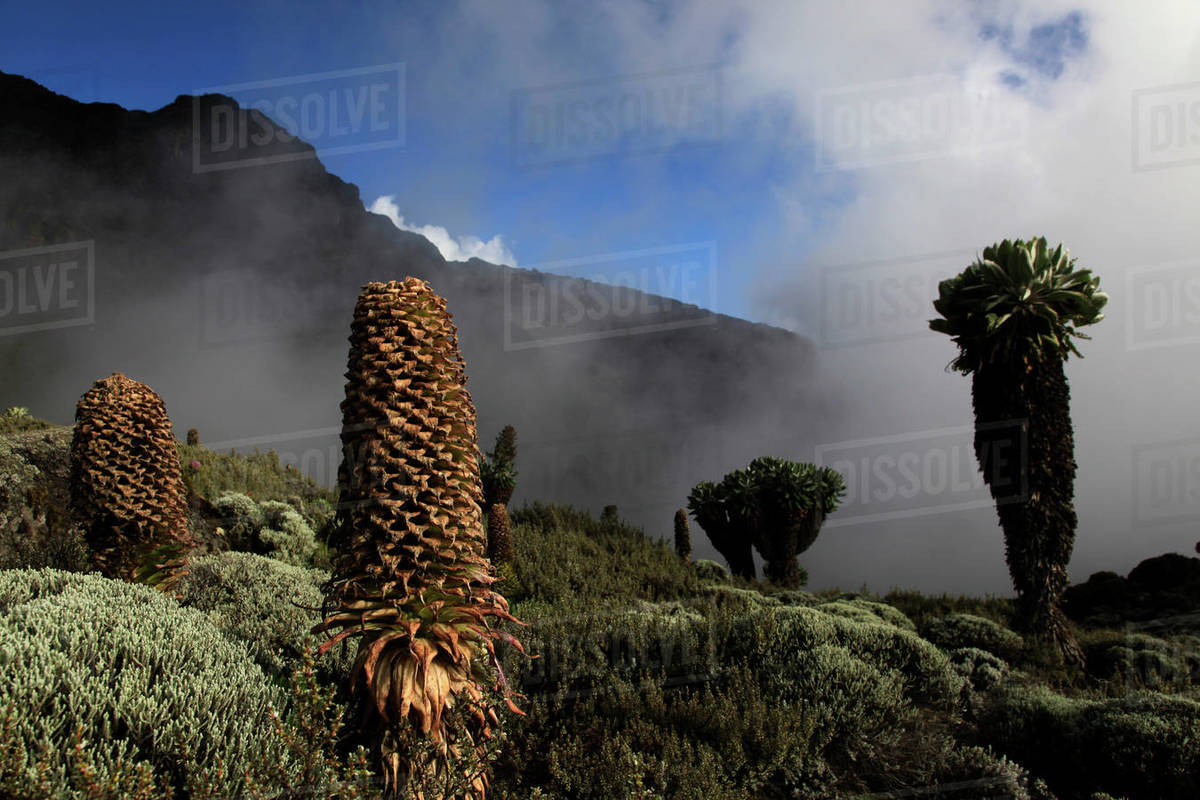 Giant groundsels growing at 4000 metres on the slopes of Mount ...