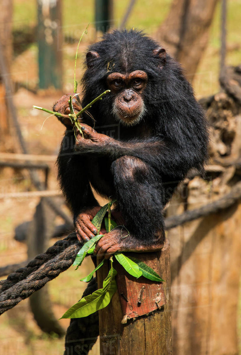 Chimpanzee orphan in the Tacugama Chimpanzee Sanctuary, Sierra Leone ...