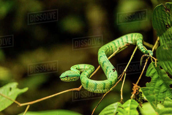 Green tree pit viper in Gunung Mulu National Park, Malaysia, Borneo ...