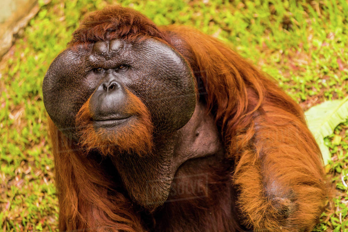Native Orangutan in Bako National Park, Kuching, Sarawak, Borneo ...