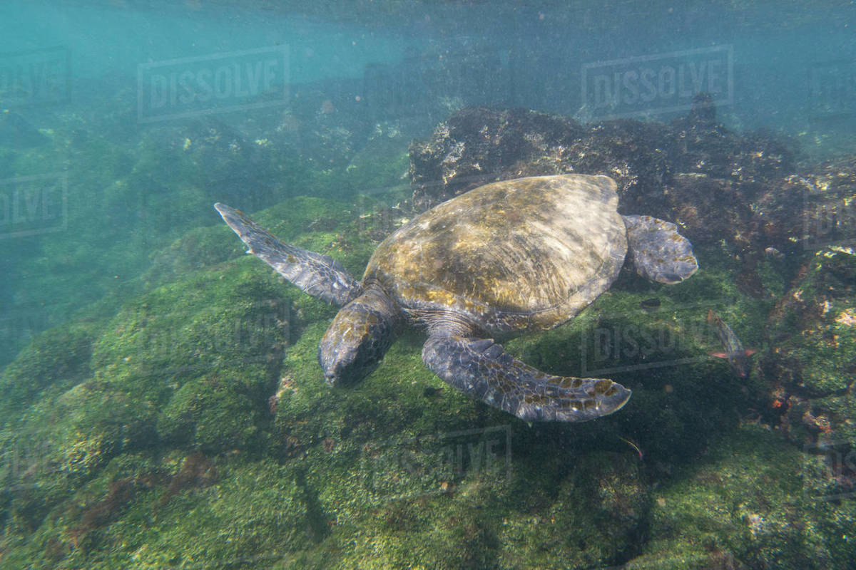 Pacific green sea turtle (Chelonia mydas agassizi), Post Office Bay ...