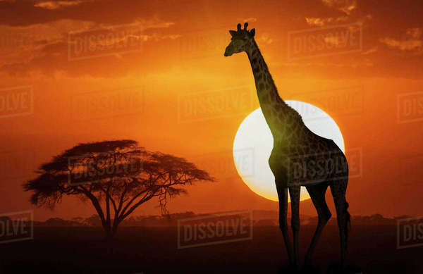 Giraffe at sunset in Amboseli National Park, Kenya, East Africa, Africa ...