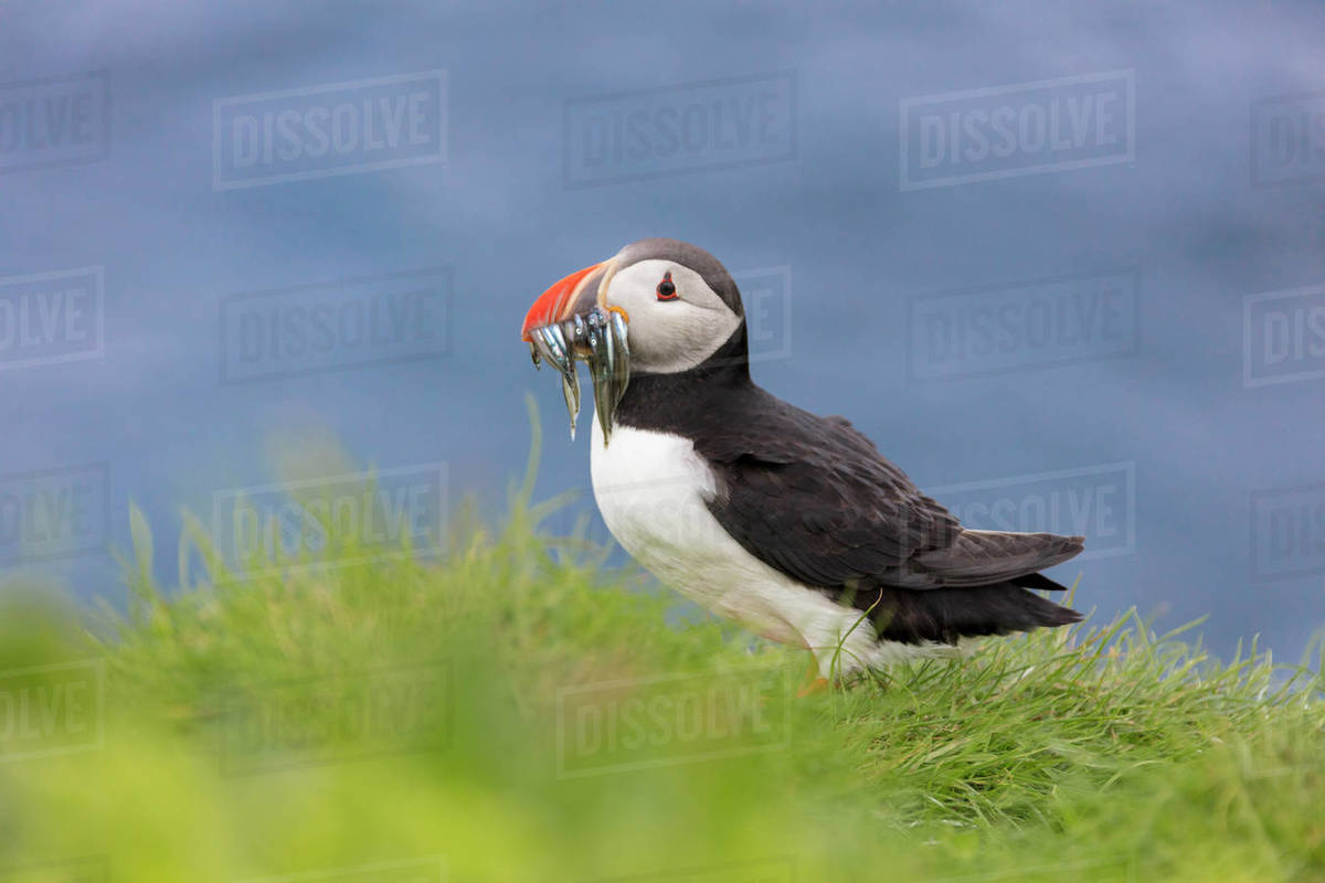 Atlantic puffin with catch in the beak, Mykines Island, Faroe Islands ...