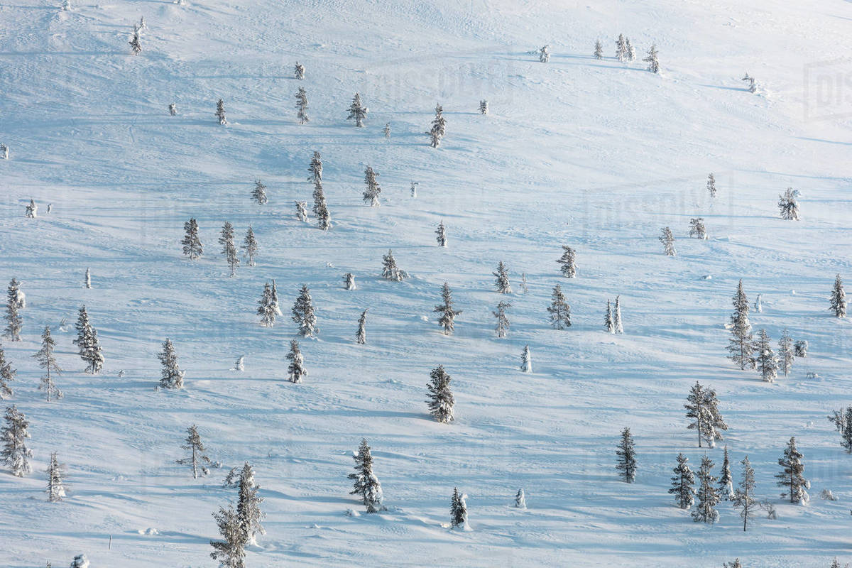 Trees in the snow, Pallas-Yllastunturi National Park, Muonio, Lapland ...