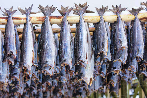 Stockfish on wood racks, Lofoten Islands, Nordland, Norway, Europe ...