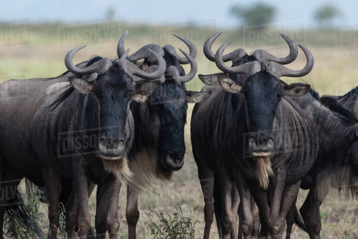 Blue wildebeest (gnu) (Connochaetes taurinus), Ndutu, Ngorongoro ...