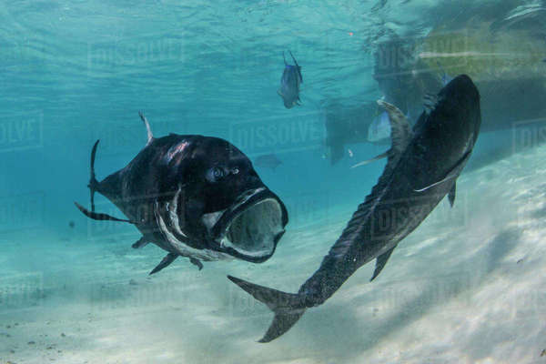 Giant trevally (Caranx ignobilis), at One Foot Island, Aitutaki, Cook ...