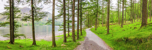 Forest at Buttermere, Lake District National Park, UNESCO World ...
