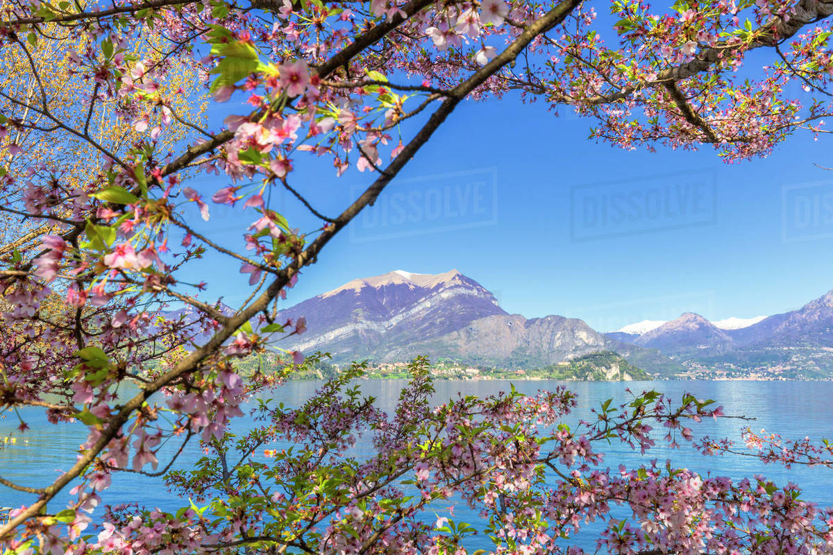 Cherry trees in flower, Lierna, Province of Lecco, Lake Como, Italian ...