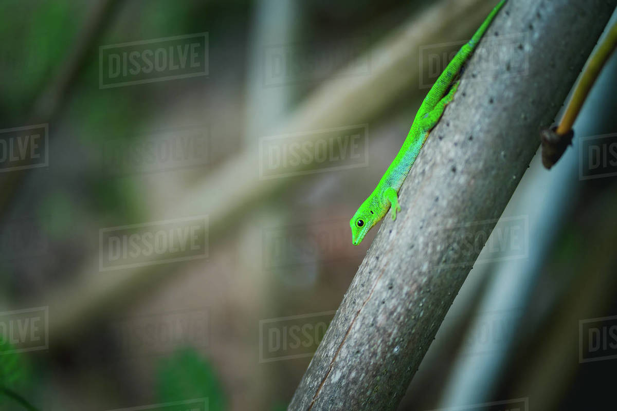 Tropical green neon Lizard Geco on palm trunk on La Digue island ...