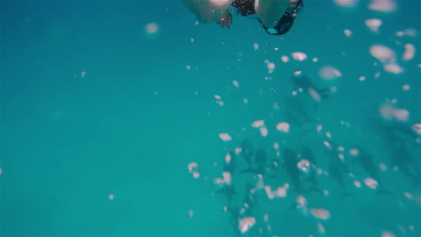 Underwater shooting of girl diving next to dolphins. Young woman in ...