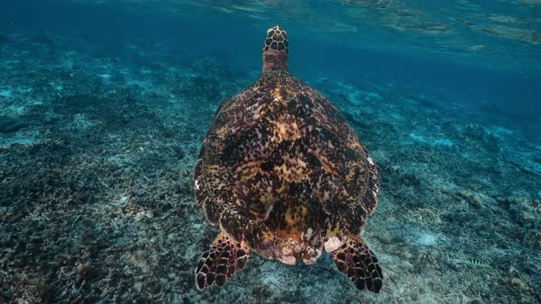 Sea turtle slowly swiming in blue water and take a breath. Snorkeling ...