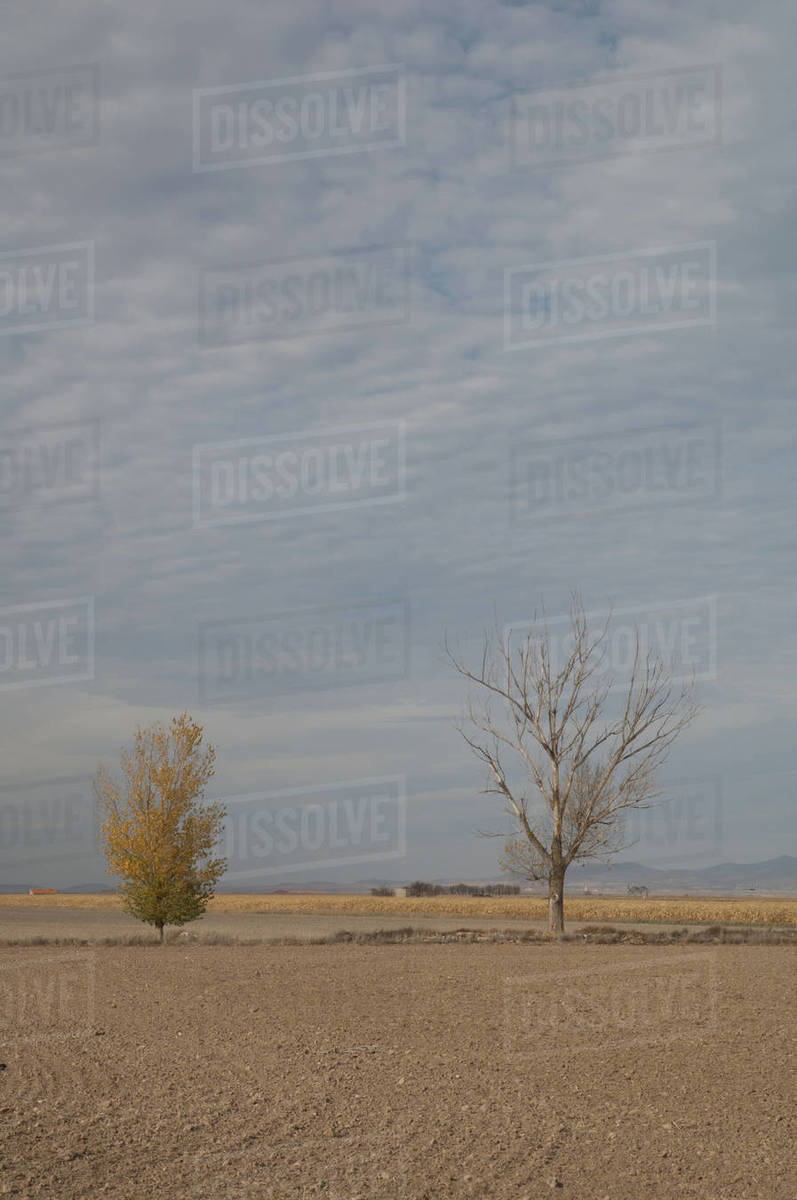Trees. Gallocanta Lagoon. Aragon. Spain. - Stock Photo - Dissolve