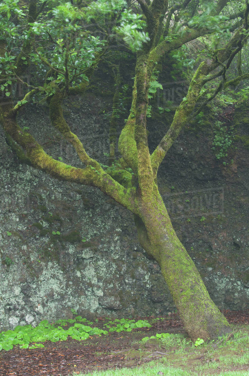 Firetree (Myrica faya). Replica of the Garoe Holy Tree. Valverde. El ...
