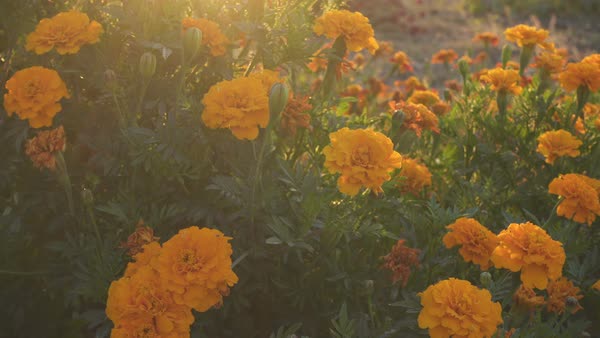 Tagetes marigold flowers growing in the garden in the light of evening ...