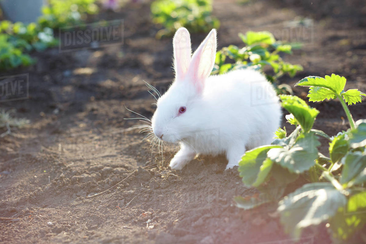 Little white rabbit in the garden - Royalty-free Stock Photo | Dissolve