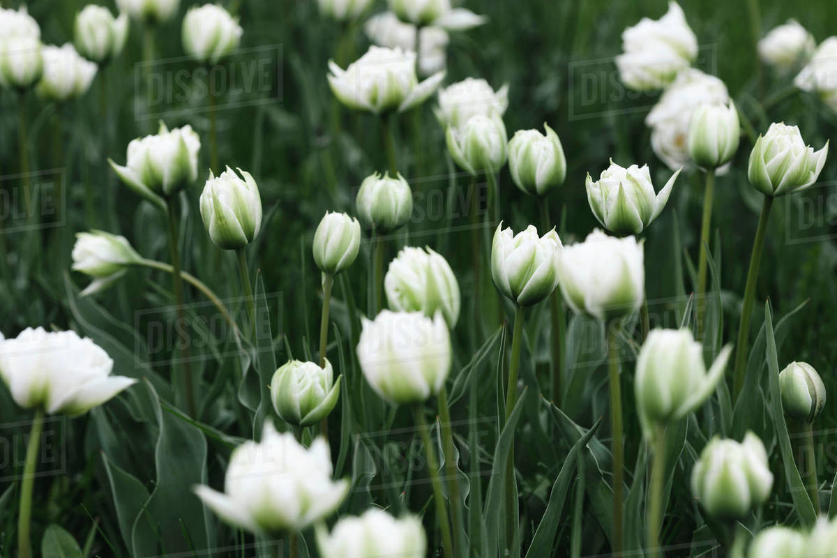 Spring, plant background of white tulips - Stock Photo - Dissolve