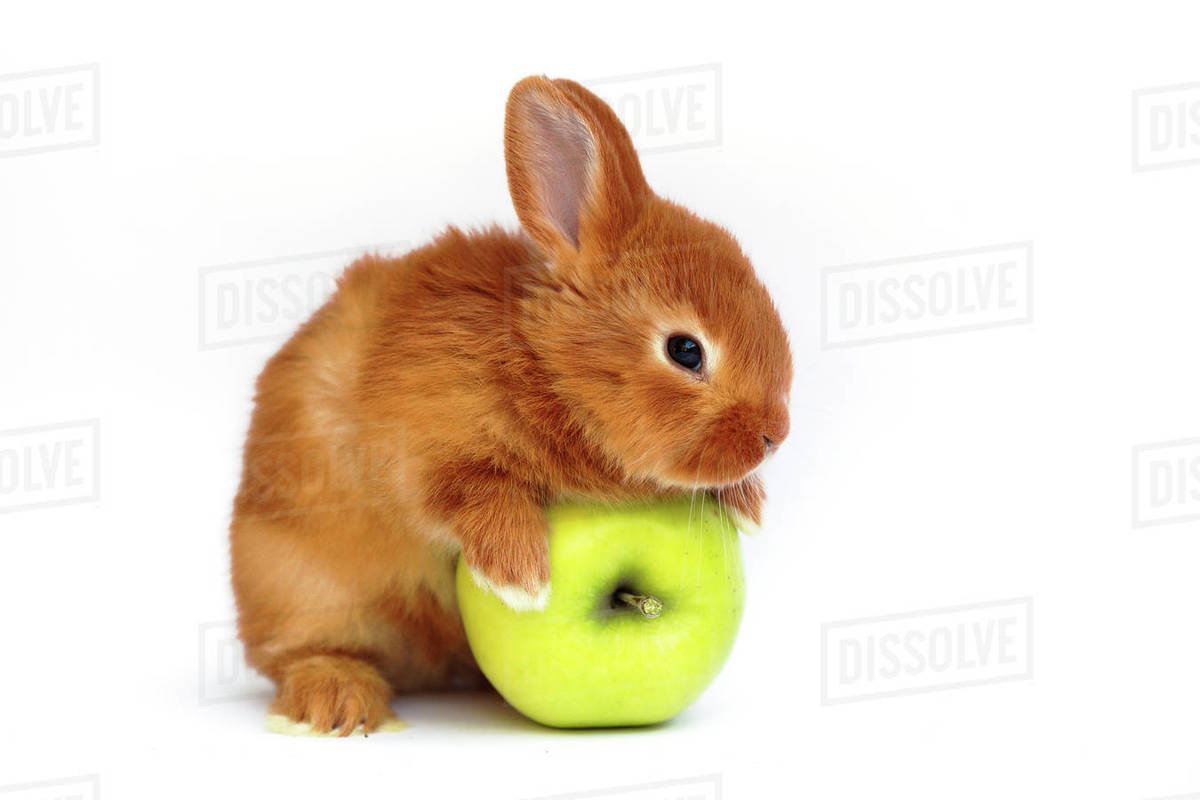 Little red rabbit with apple on a white background - Stock Photo - Dissolve