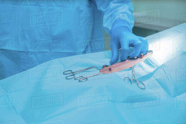 surgery on the abdomen of the animal in the operating room at ...