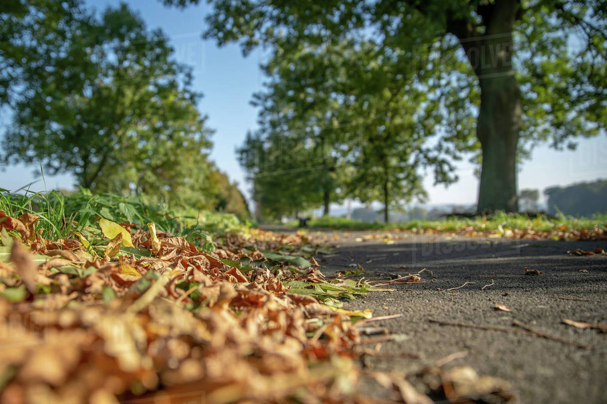 Fall in the park, yellow leaves falling off the trees - Stock Photo ...