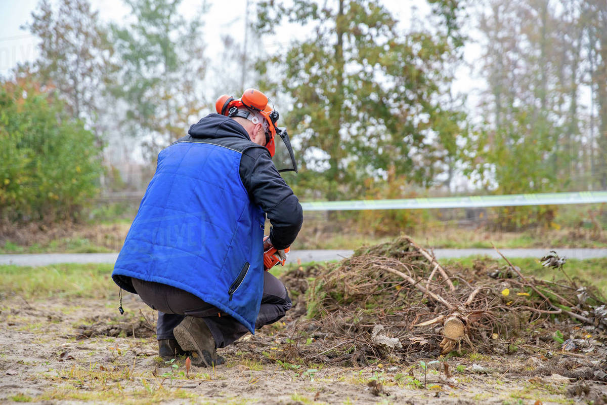 sawing a tree branch with a chainsaw while working in the forest ...