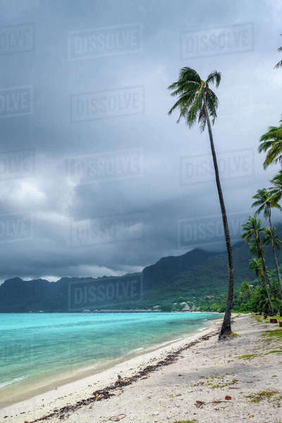Palm trees on Temae Beach in Moorea island. French Polynesia - Royalty ...