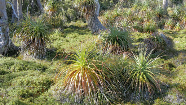 a close up view of a grove of young pandani plants on the overland ...
