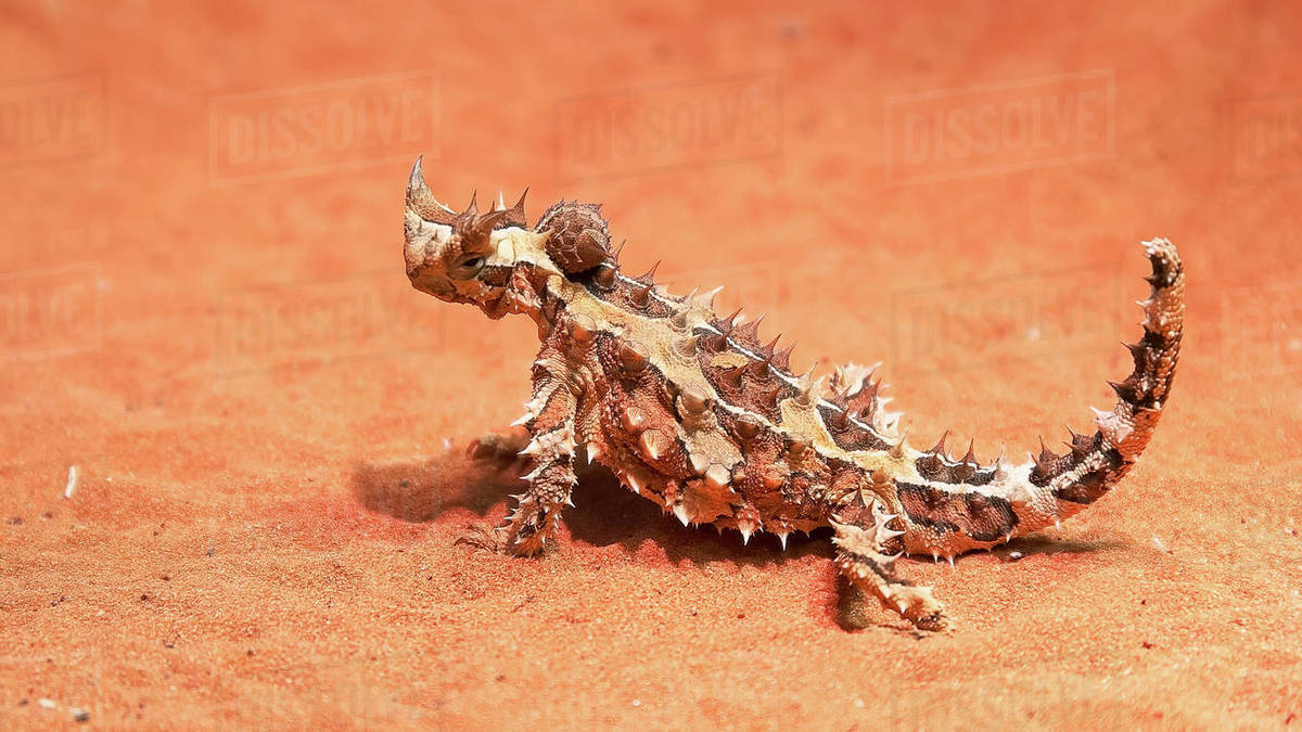 an australian thorny dragon lizard on a sandy ground turns its head and ...