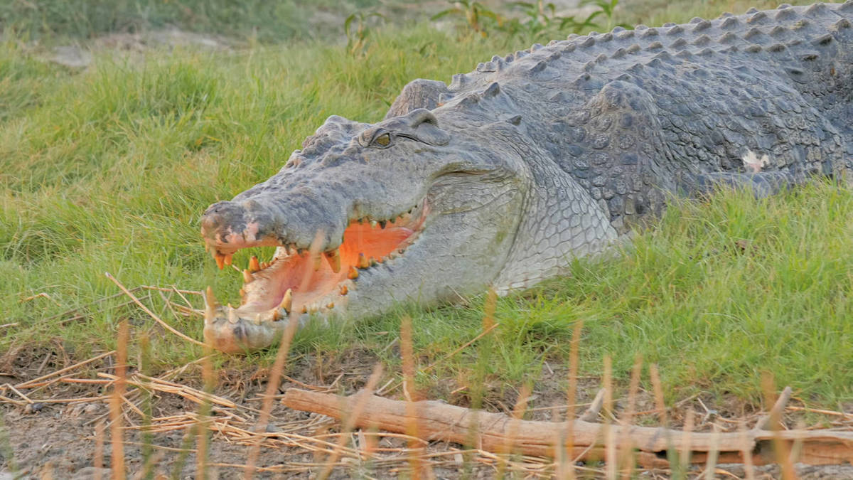 very large saltwater crocodile at corroboree billabong near kakadu ...