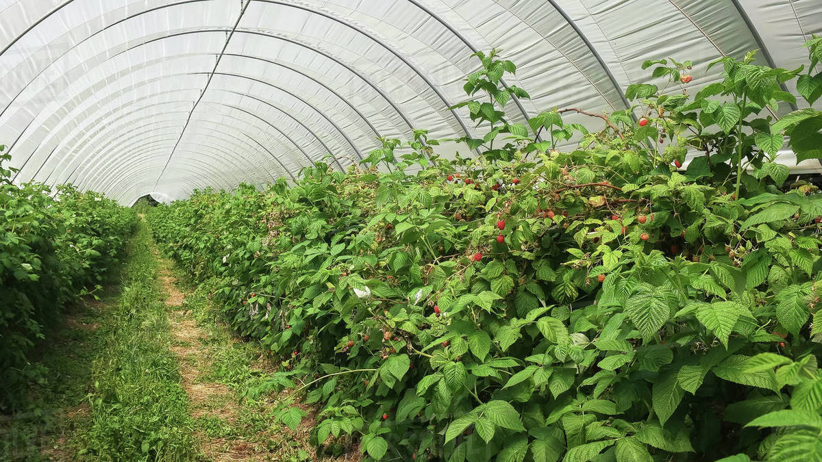 Raspberries growing in a greenhouse at westerway, tasmania - Royalty ...